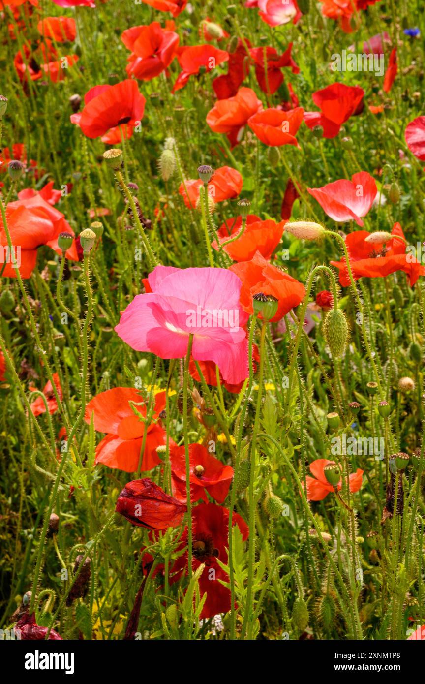 Red beautiful wild poppies hi-res stock photography and images - Alamy