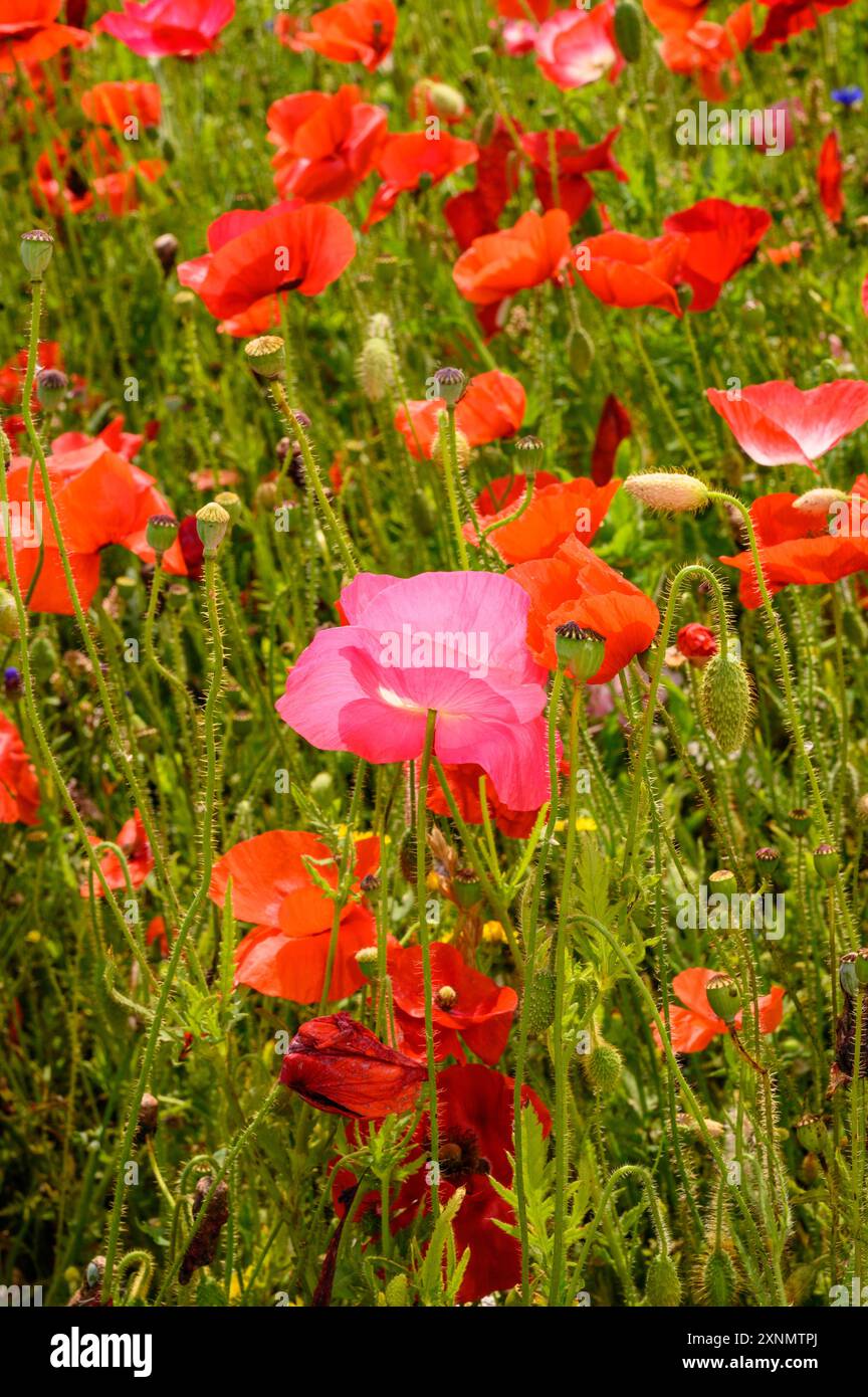 Red beautiful wild poppies hi-res stock photography and images - Alamy