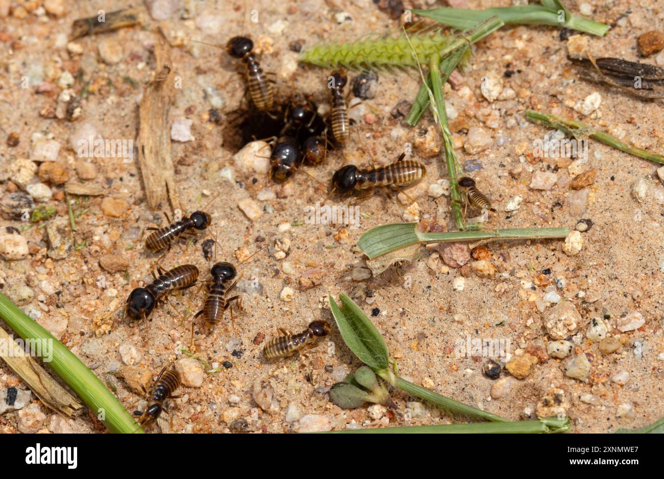 Northern harvester termites hi-res stock photography and images - Alamy