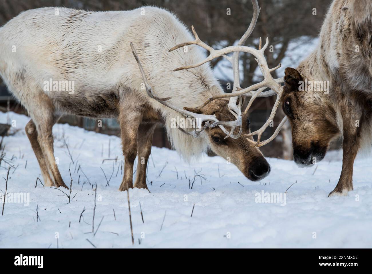 grazing woodland caribou(Rangifer tarandus caribou) with antlers locked ...
