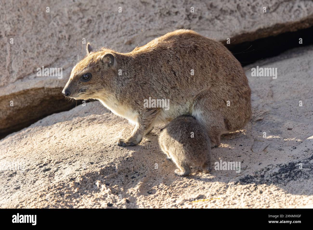 Pairs of elephants hi-res stock photography and images - Alamy