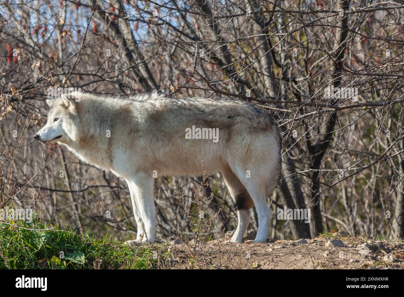 Gray wolf subspecies hi-res stock photography and images - Alamy