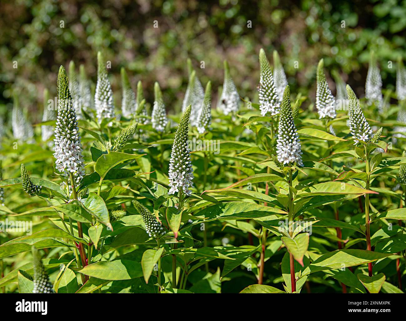 Background photography of Veronica longifolia, First Lady, garden ...