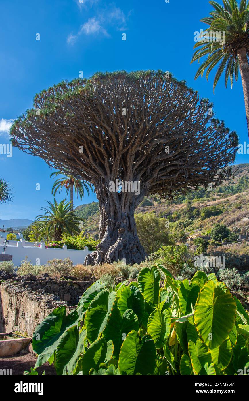The "Drago Milenario" is a Canarian dragon tree in Icod de los Vinos on ...