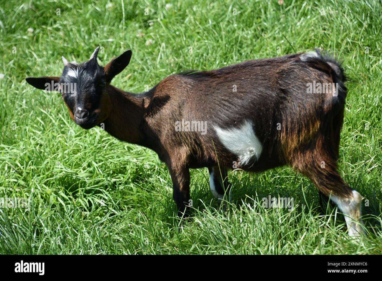 Petite base hi-res stock photography and images - Alamy