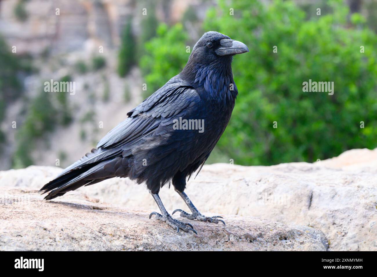 Full standing view of Common raven in close up on cliff edge Stock ...