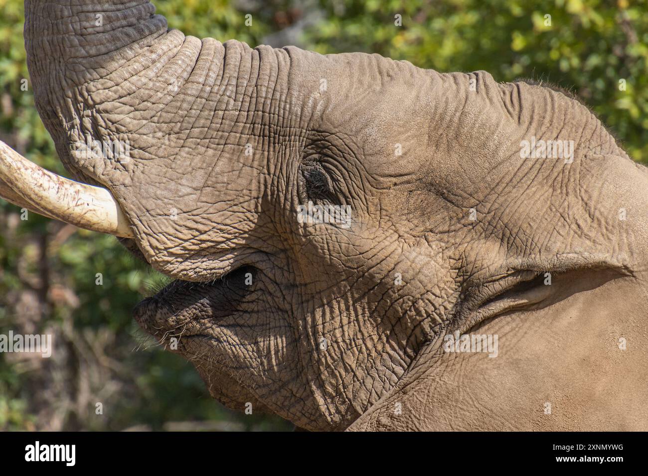 A closeup portrait of the face of a elephant with tusk Stock Photo - Alamy