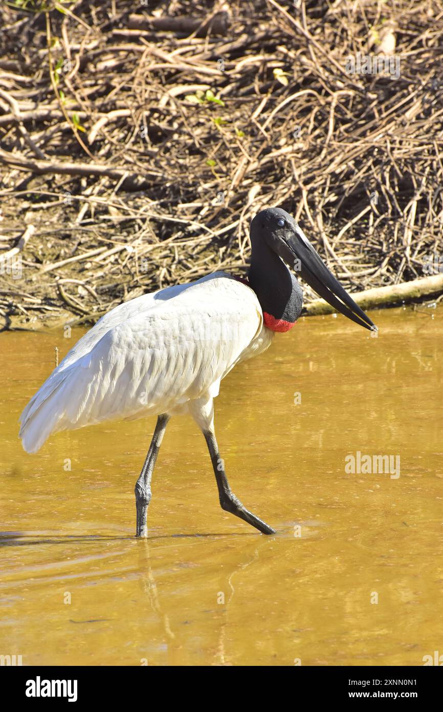 Tuiuiu bird is the symbol of Pantanal of Mato Grosso, a pristine area ...