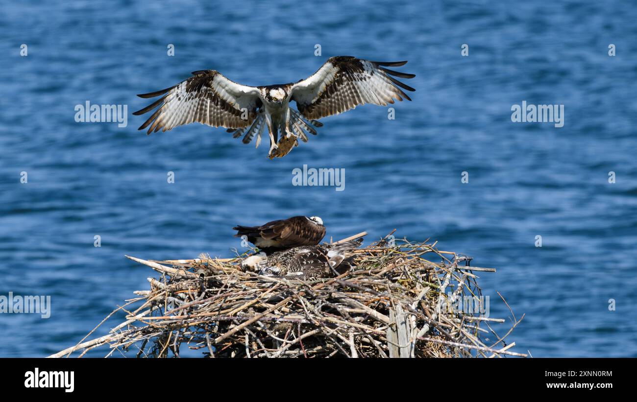 Male osprey brings fish to female and young on large stick nest above ...