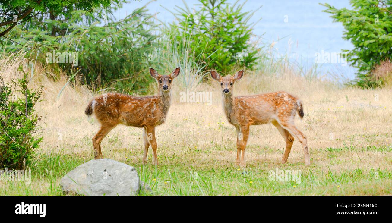 Pair of wild black tailed deer fawns Odocoileus hemionous watching ...