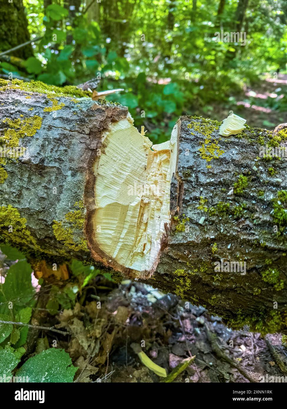 resinous wood fresh cut larch. High quality photo Stock Photo - Alamy