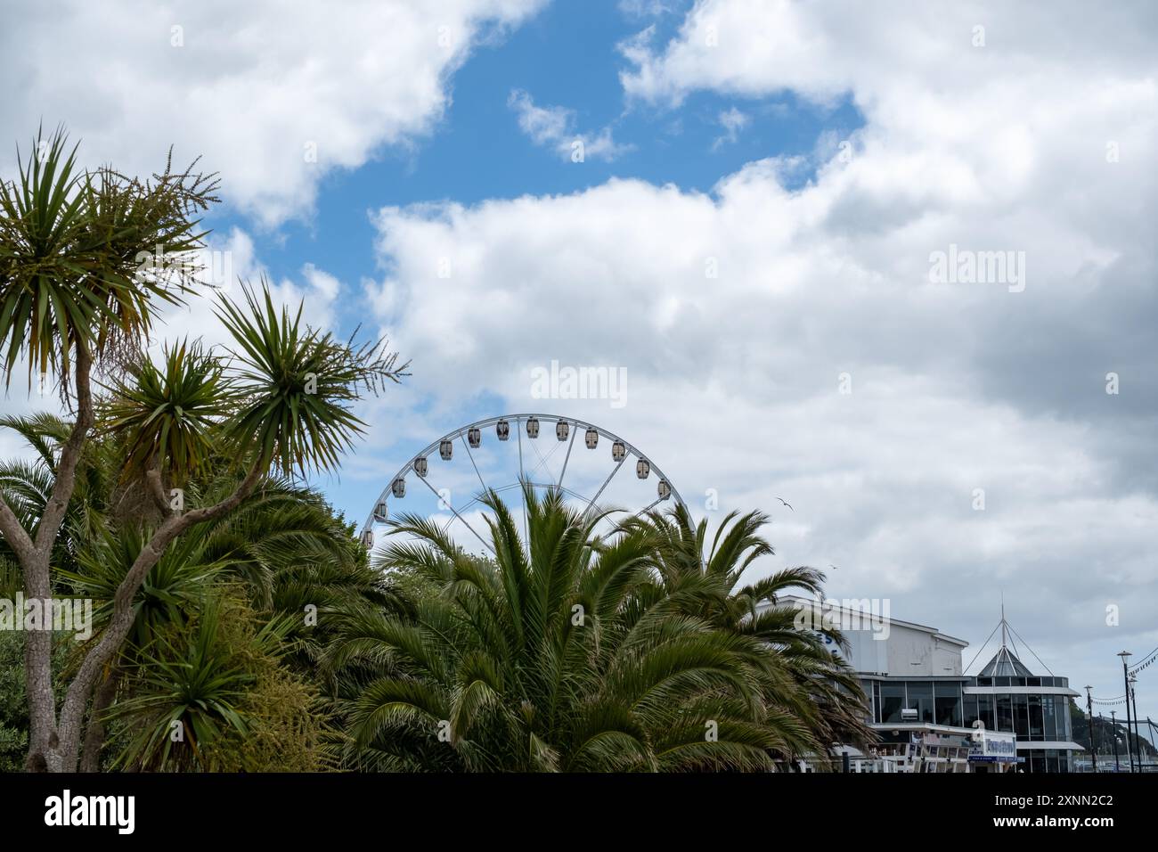 Ferris wheel behind palm trees in the seaside town of Torquay on the ...