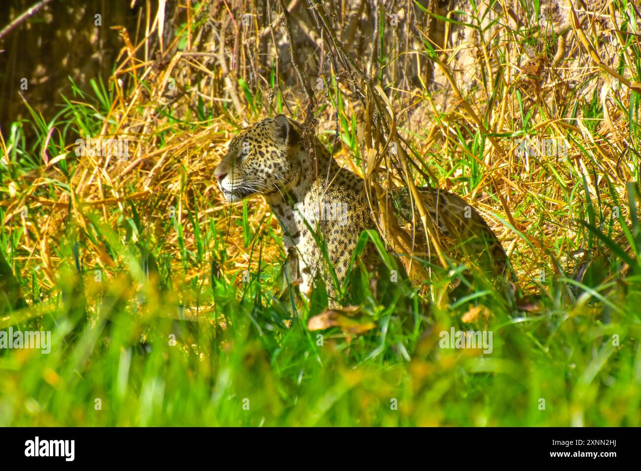 Jaguar is the biggest South American cat, Pantanal of Mato Grosso is ...