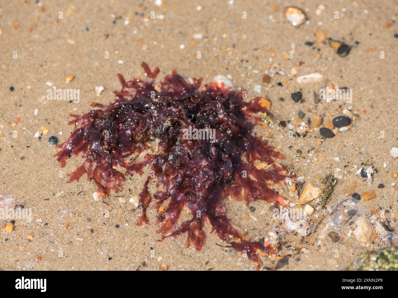 Clump of the red seaweed, Irish Moss (ondrus crispus) at Herne Bay ...
