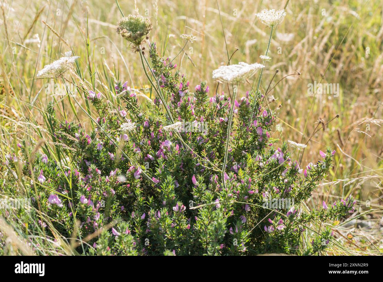 Flowering Creeping Restharrow (Ononis repens) - no spines visible - at ...