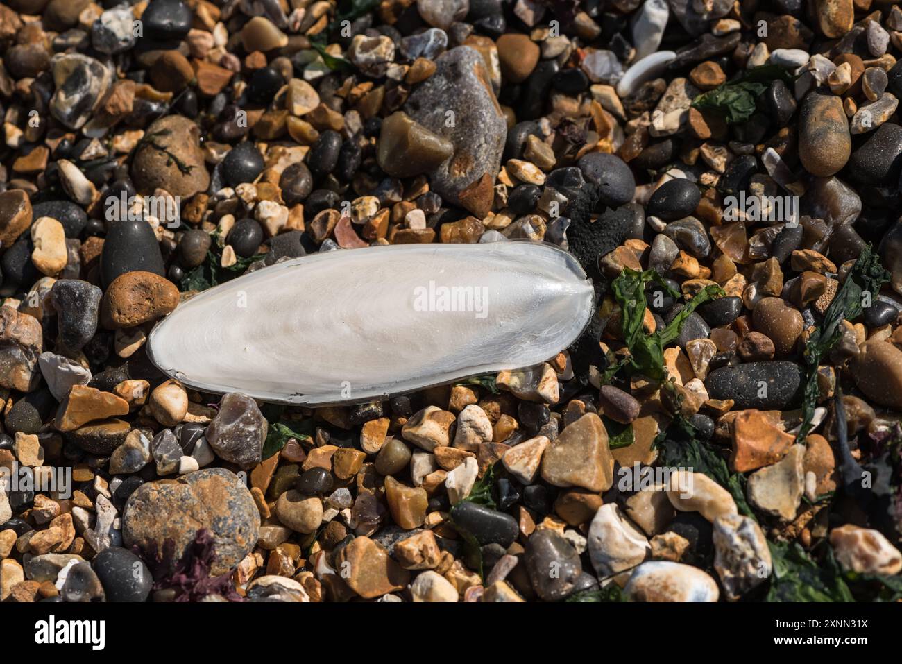 A Cuttle fish "bone (Sepia sp.) on the shingle beach of Herne Bay, Kent ...