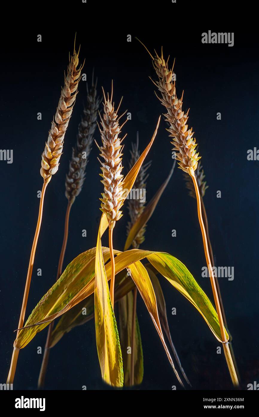 Three Golden Wheat Stalks with curling leaves and a reflection on a ...