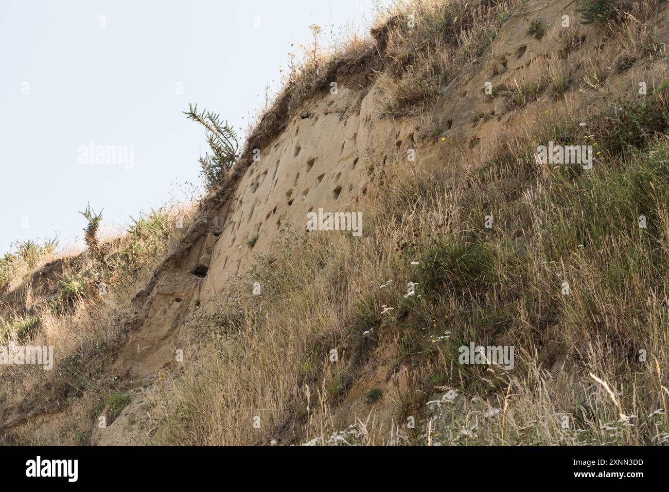 Cliffs at Herne Bay showing the holes that are Sand Martin nests Stock ...