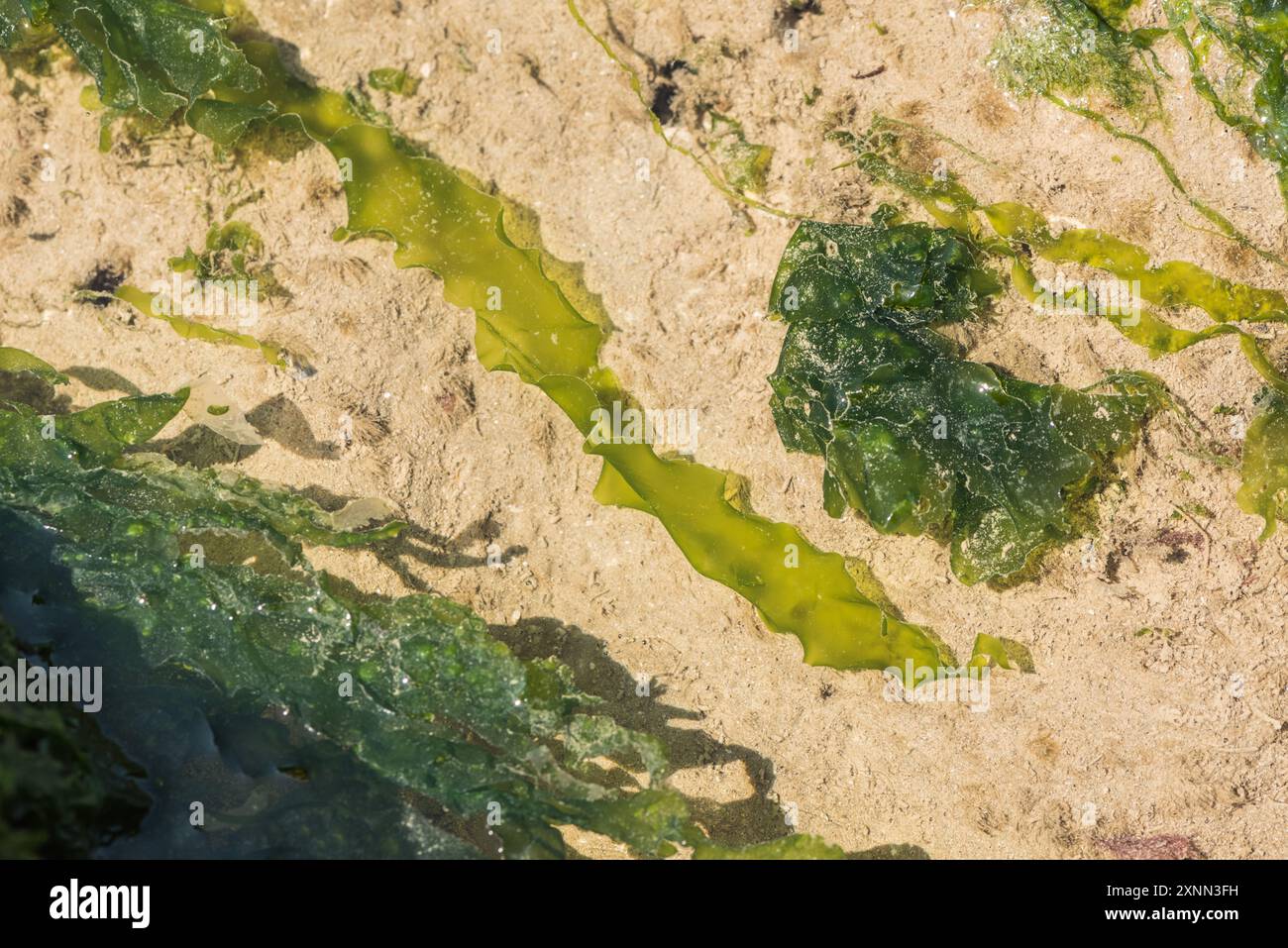 Frond of the green algae, Sea Lettuce (Ulva lactuca) at Eastbourne ...