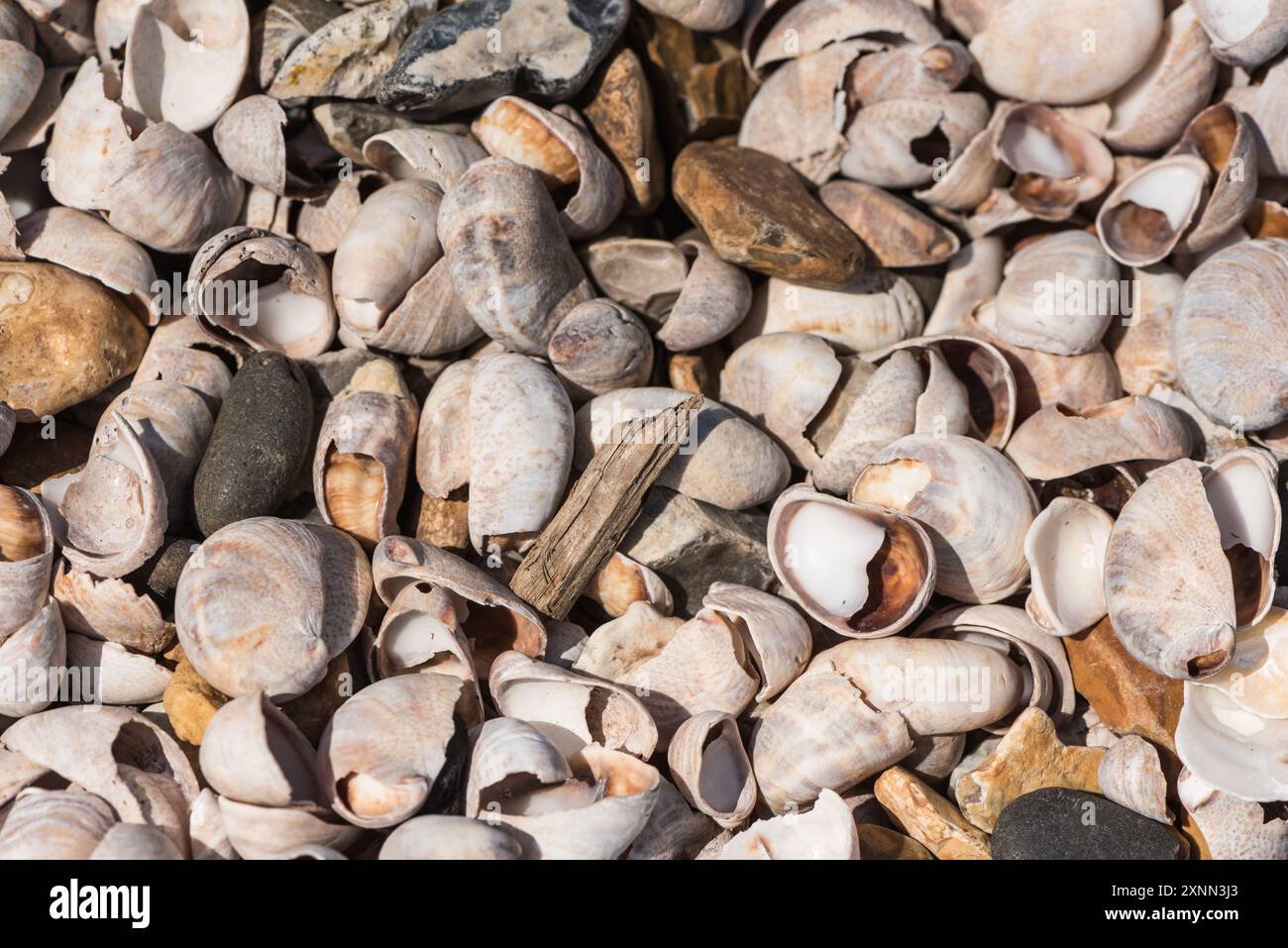 Washed up shells of Slipper Limpet (Crepidula fornicata), an invasiave ...