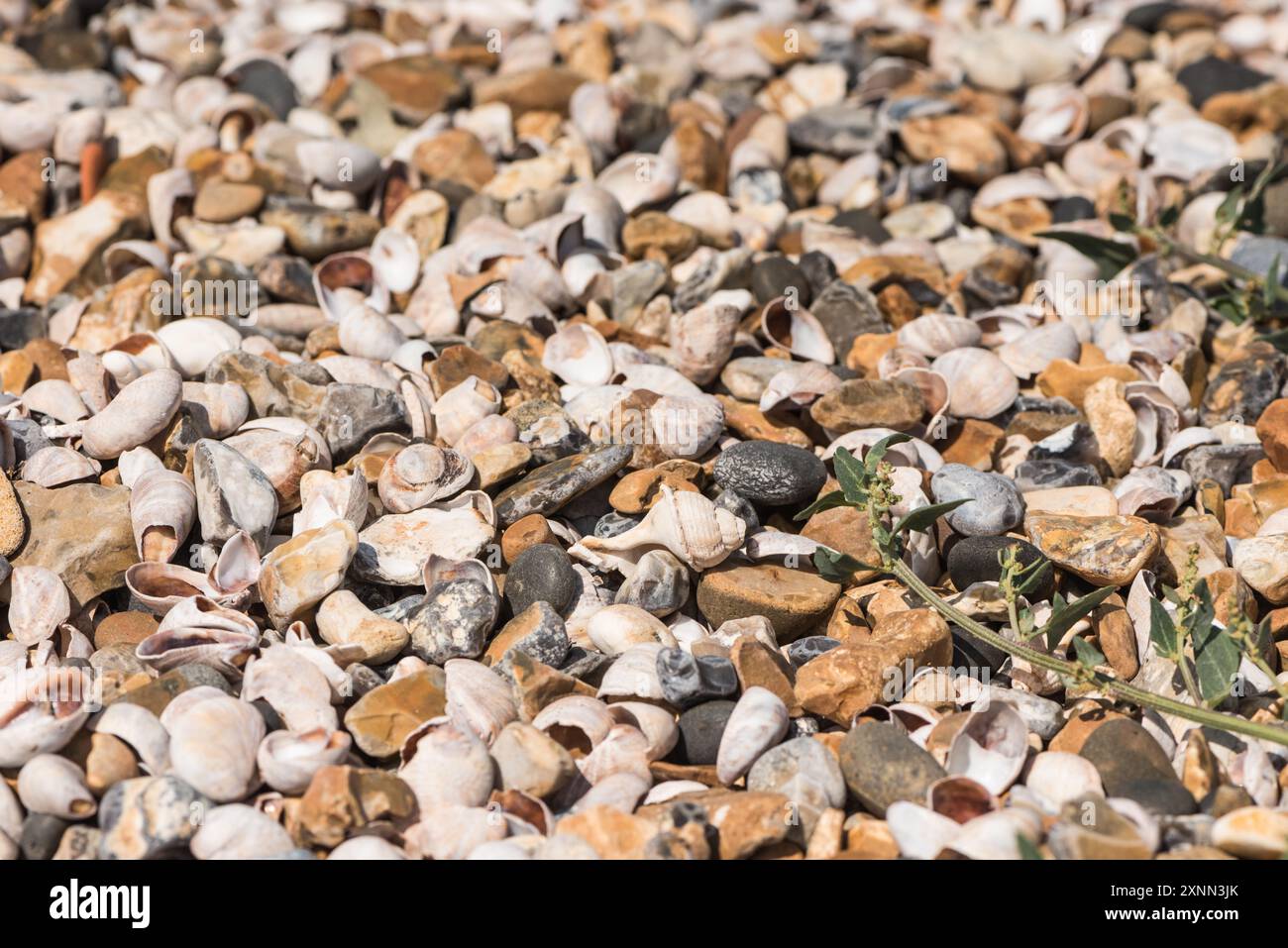 Washed up shells of Slipper Limpet (Crepidula fornicata), an invasiave ...