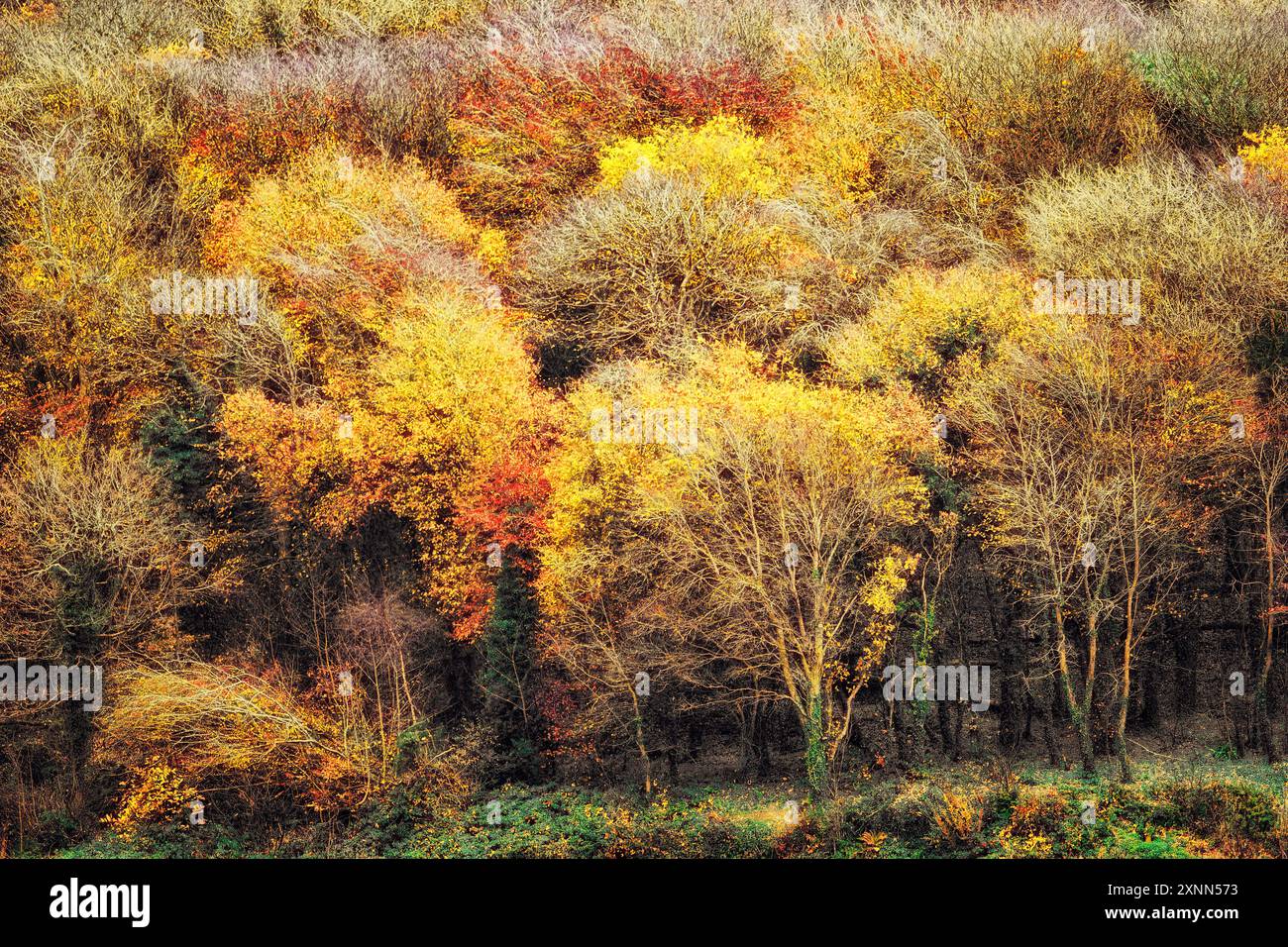 A forest with trees in various shades of orange and brown. The trees ...