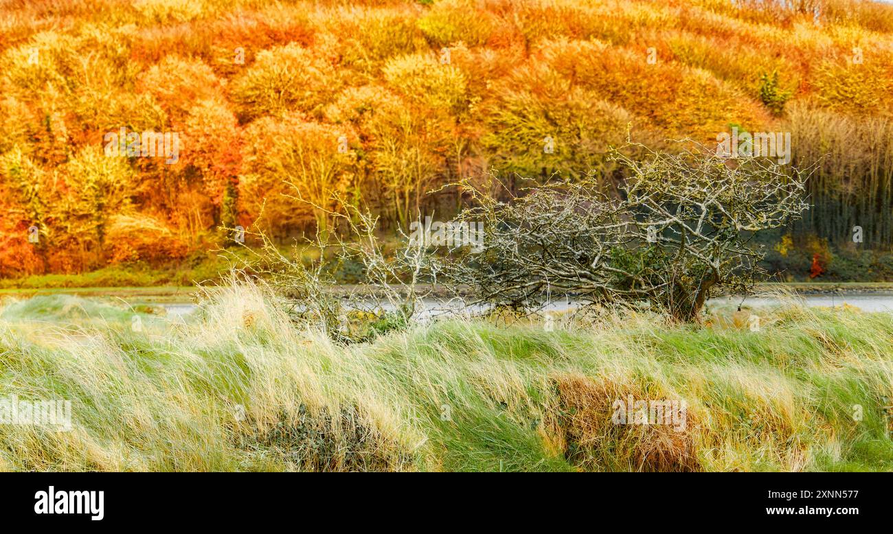Autumn trees foliage swaying in hi-res stock photography and images - Alamy
