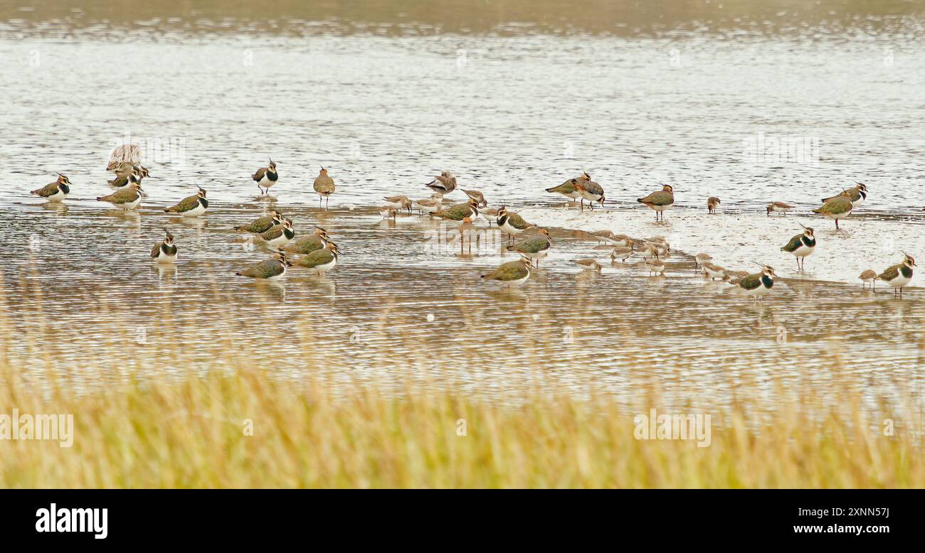 A flock of about 30 brown and white birds are wading in a shallow body ...
