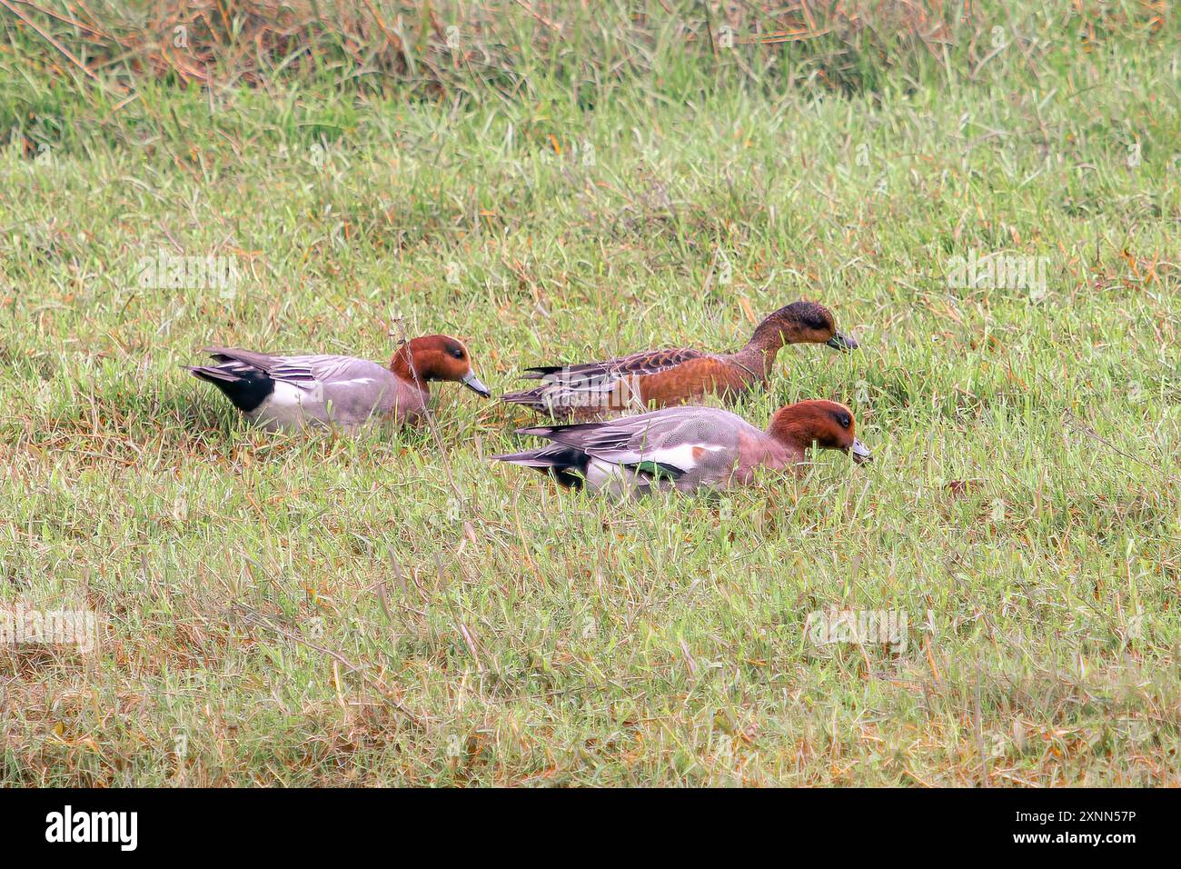 Three ducks are foraging on lush green grass in a wetland area ...