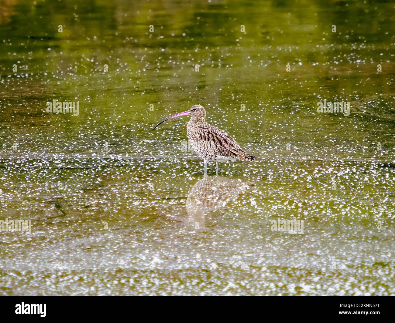 A brown and white bird with a long, thin, pink beak stands in the ...