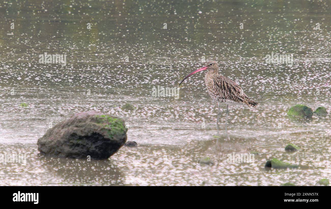 Rock curlew hi-res stock photography and images - Alamy