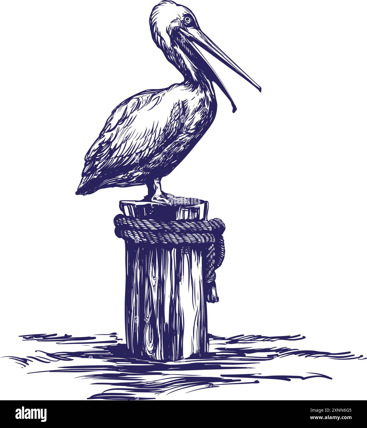 Water bird pelican birds Cut Out Stock Images & Pictures - Alamy