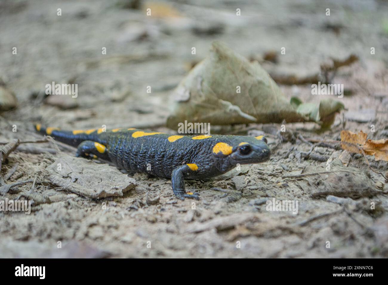 Fire salamander salamandra salamandra red hi-res stock photography and ...
