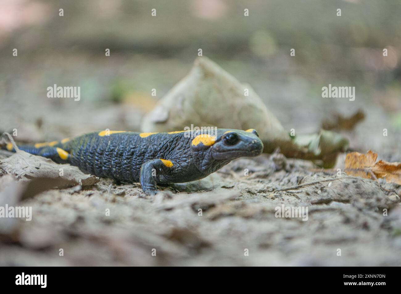Fire salamander salamandra salamandra red hi-res stock photography and ...