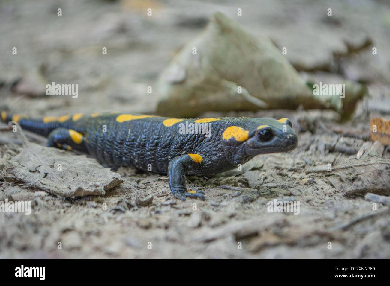 Fire salamander salamandra salamandra red hi-res stock photography and ...