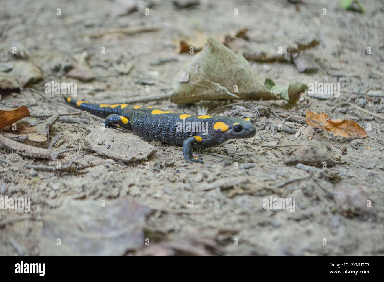 Fire salamander salamandra salamandra red hi-res stock photography and ...