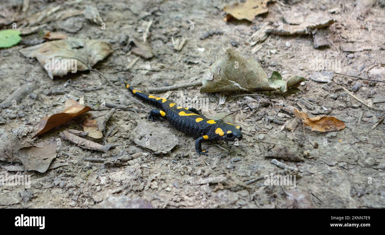 Fire salamander salamandra salamandra red hi-res stock photography and ...