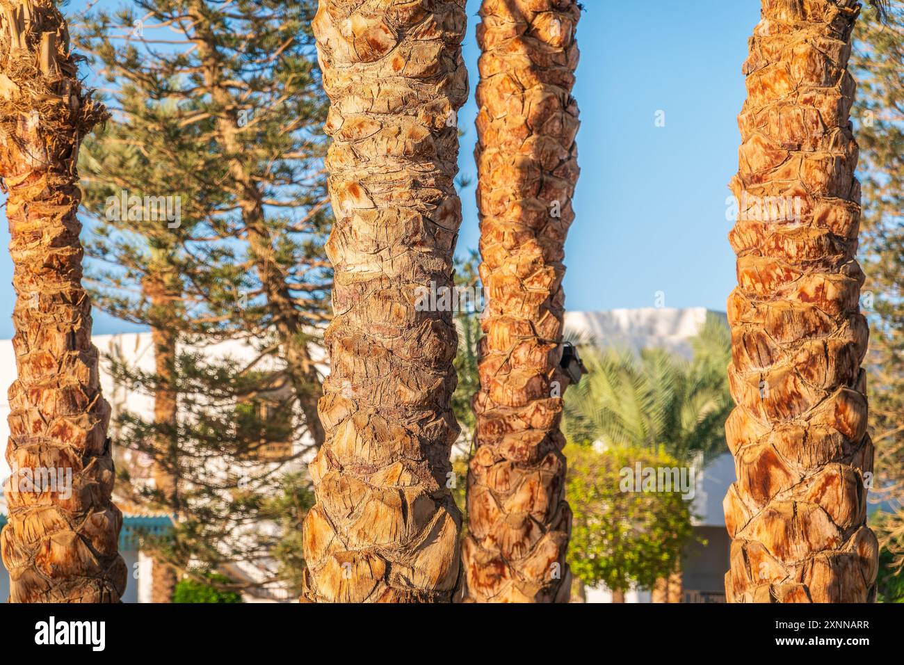 Palm tree trunks close-up, sequential and abstract in park. Palm tree ...