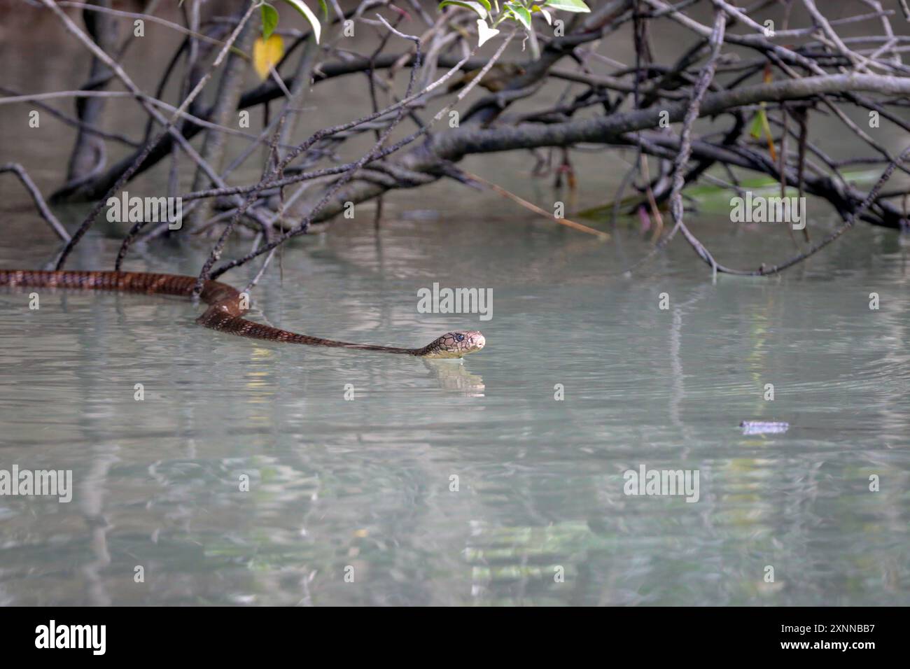 Monocled cobra, also called monocellate cobra and Indian spitting cobra ...