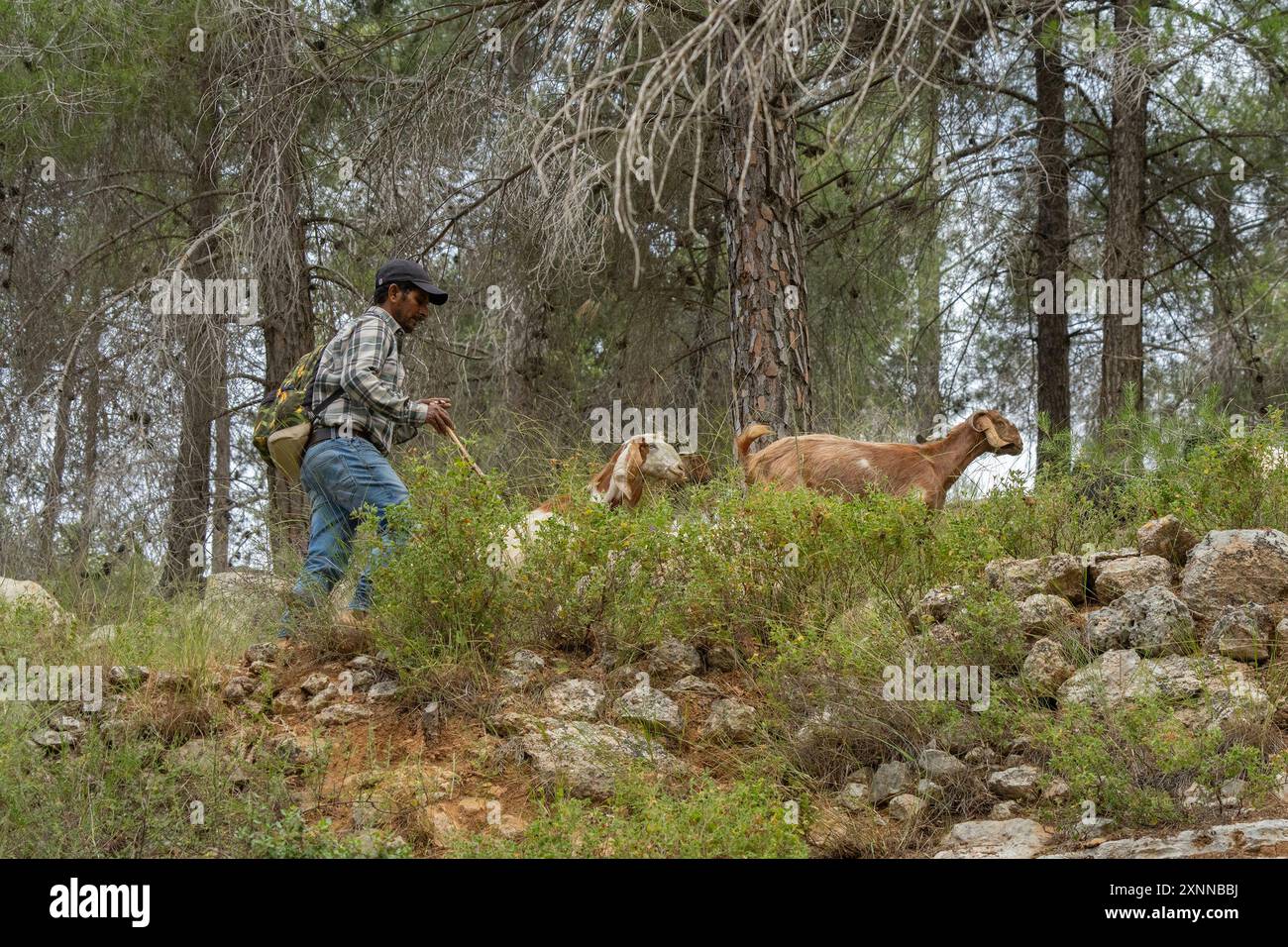 Jerusalem, Israel - May 25th, 2024: A shepherd leading goats in a pine ...
