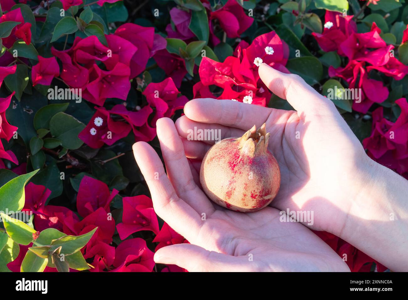 Woman's hands picking up fruit from tree. Orchard with big red ...