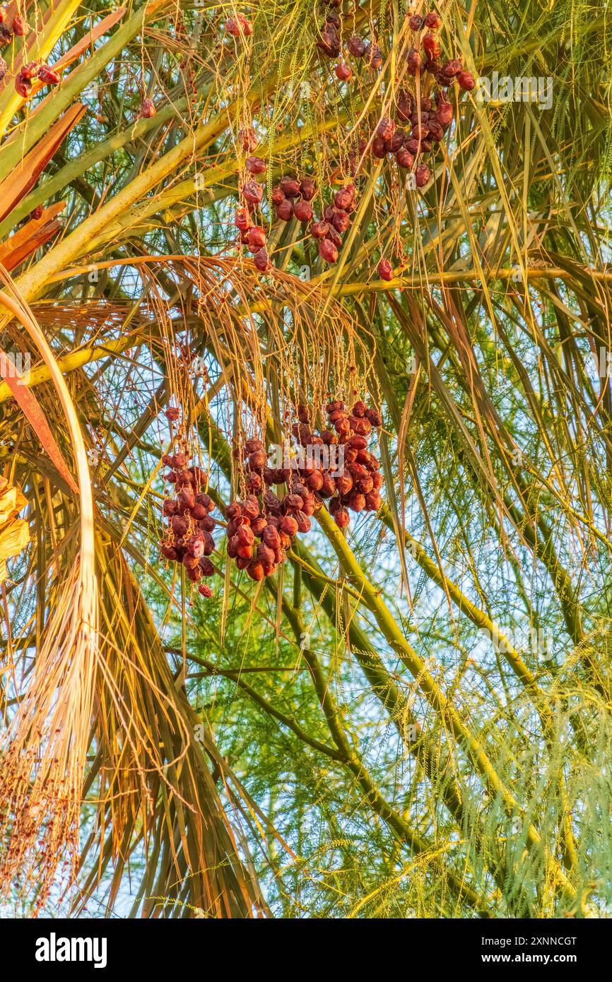 Bahrain date palm hi-res stock photography and images - Alamy