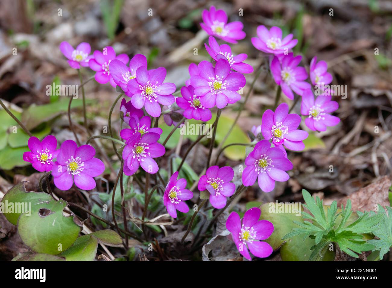 Common hepatica hi-res stock photography and images - Alamy