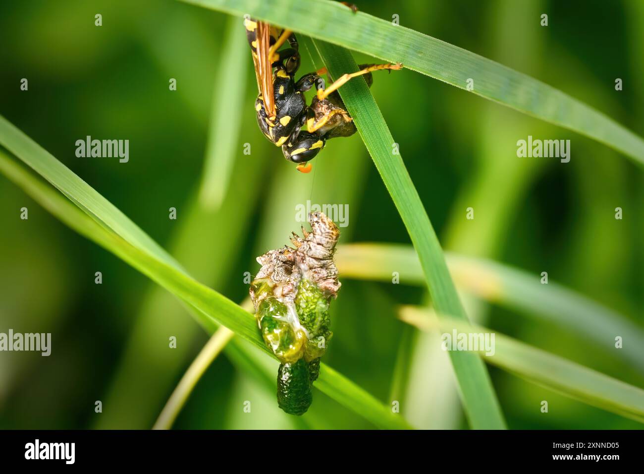 European Paper Wasp (Polistes dominula) attacks hanging caterpillar in ...
