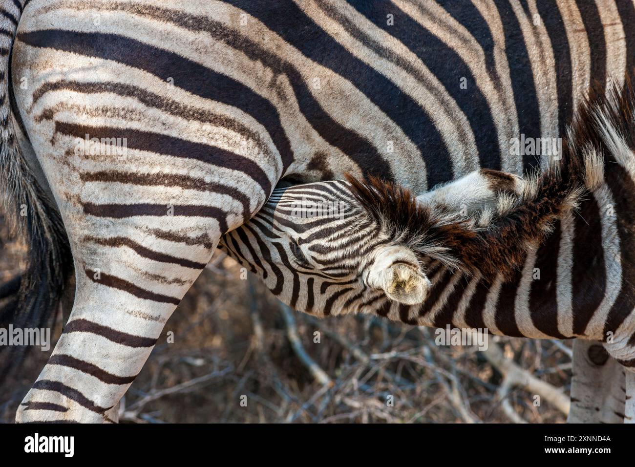 South Africa, Kruger National Park, Burchell's Zebra (Equus quagga burchellii) and calf Stock ...