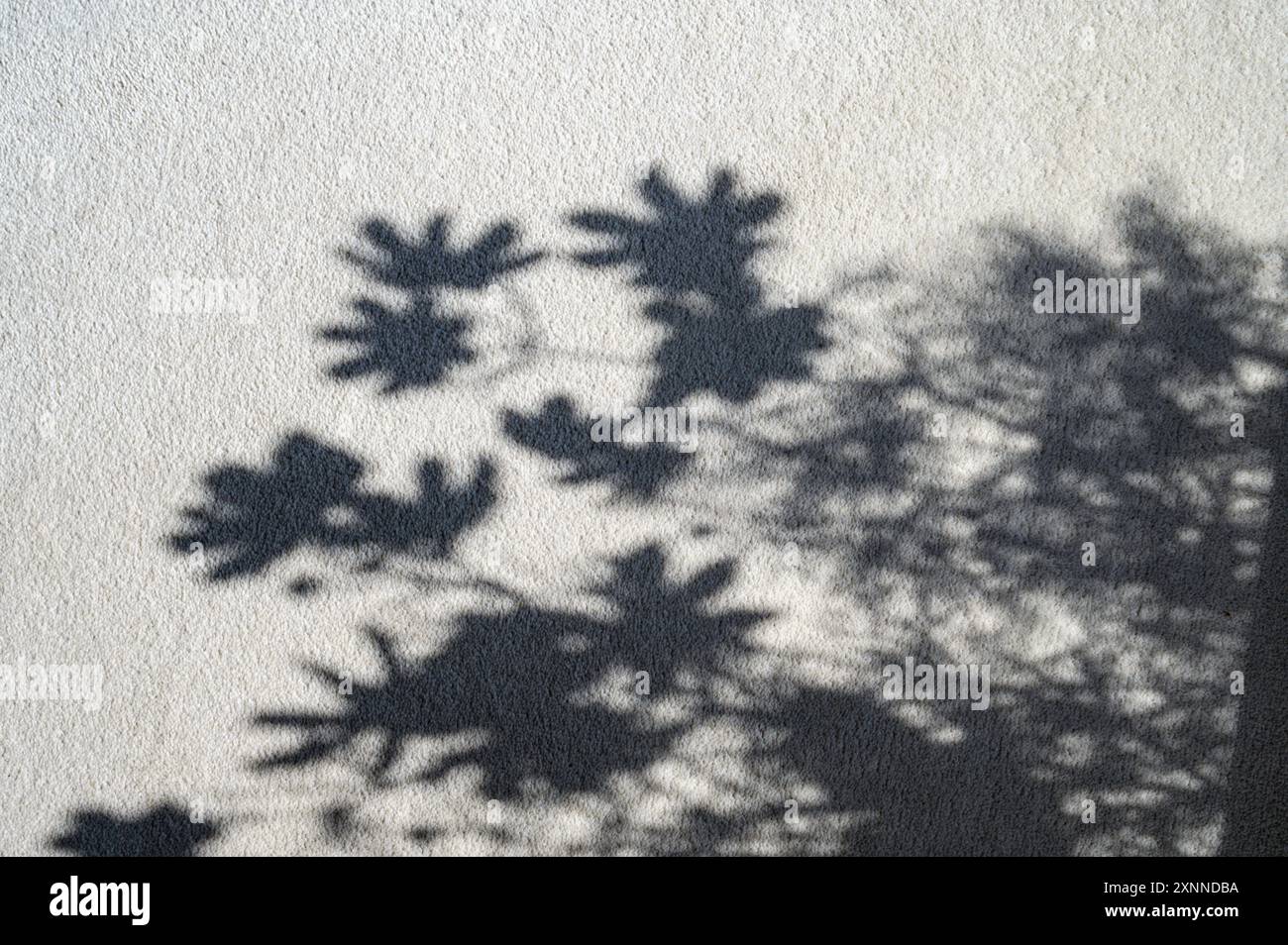Shadow of flowers from summer light falling on to a carpet Stock Photo ...