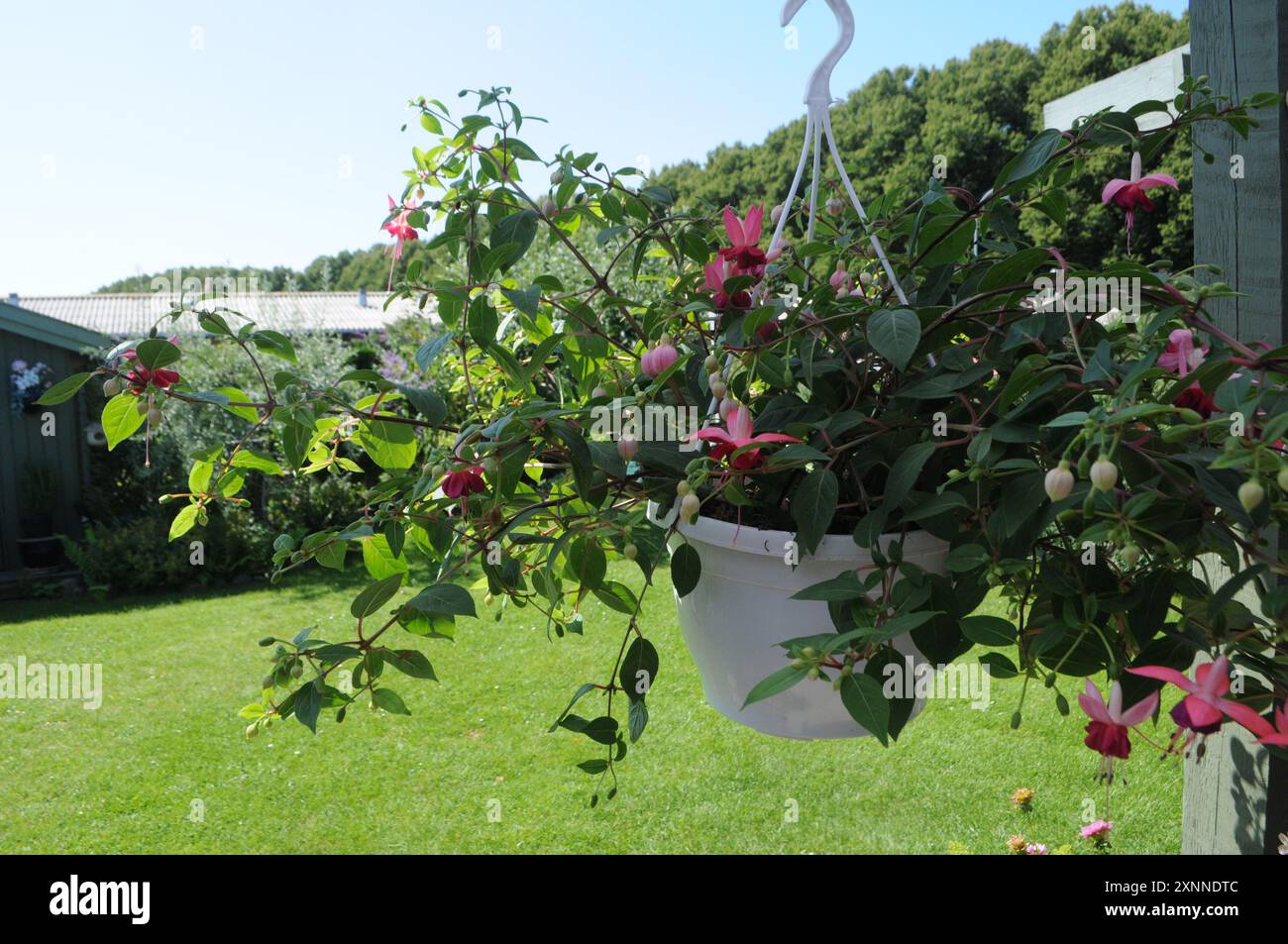 Copenhagen/ DenmarK/ 01 August 2024/ Danish home gardening flowers and ...
