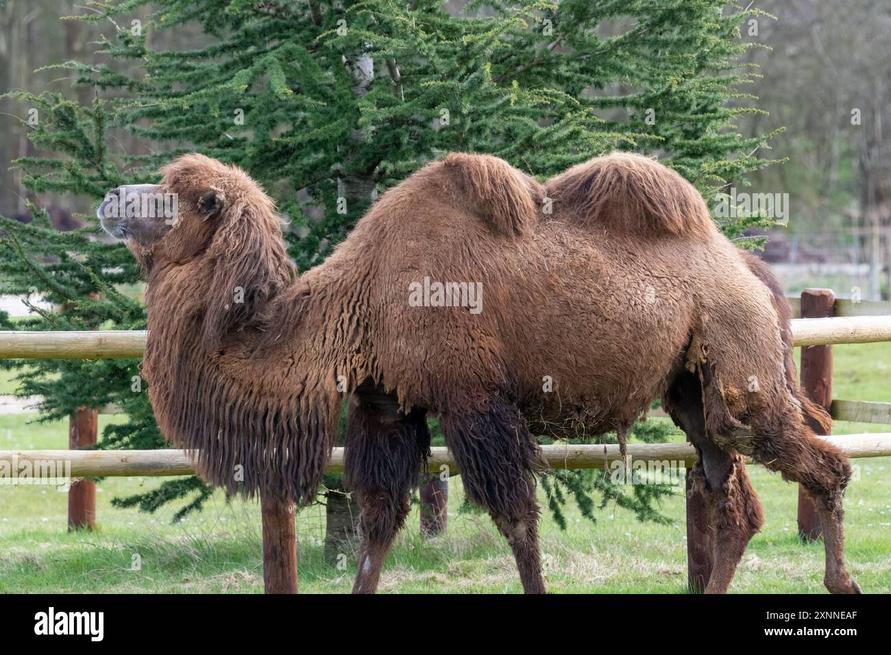 Close up of a Bactrian camel (camelus bactrianus) in a wildlife park Stock Photo - Alamy