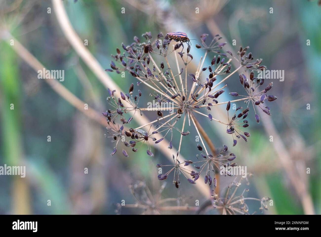 A close up of dried wild fennel seeds on the plant, with small black ...