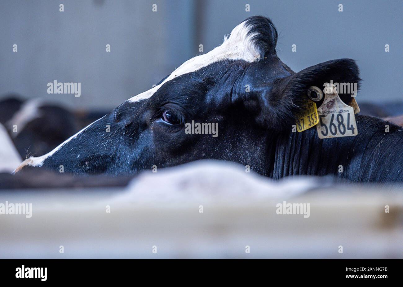 Cow carousel hi-res stock photography and images - Alamy